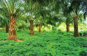 Oil Palm « Applied Agricultural Resources